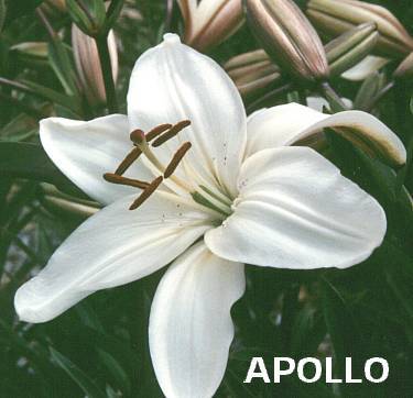 Lily (Lilium 'Apollo') in the Lilies Database - Garden.org