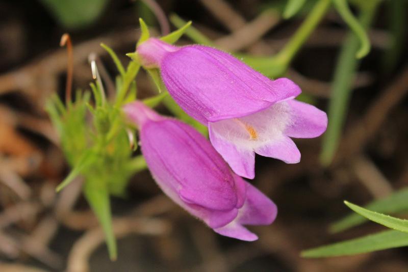 Penstemons: Plant Care and Collection of Varieties - Garden.org