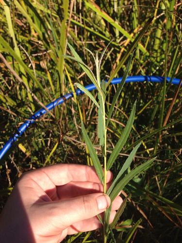 Some type of Willow/ Sandbar Willow in the Plant ID forum - Garden.org