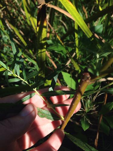 Some type of Willow/ Sandbar Willow in the Plant ID forum - Garden.org