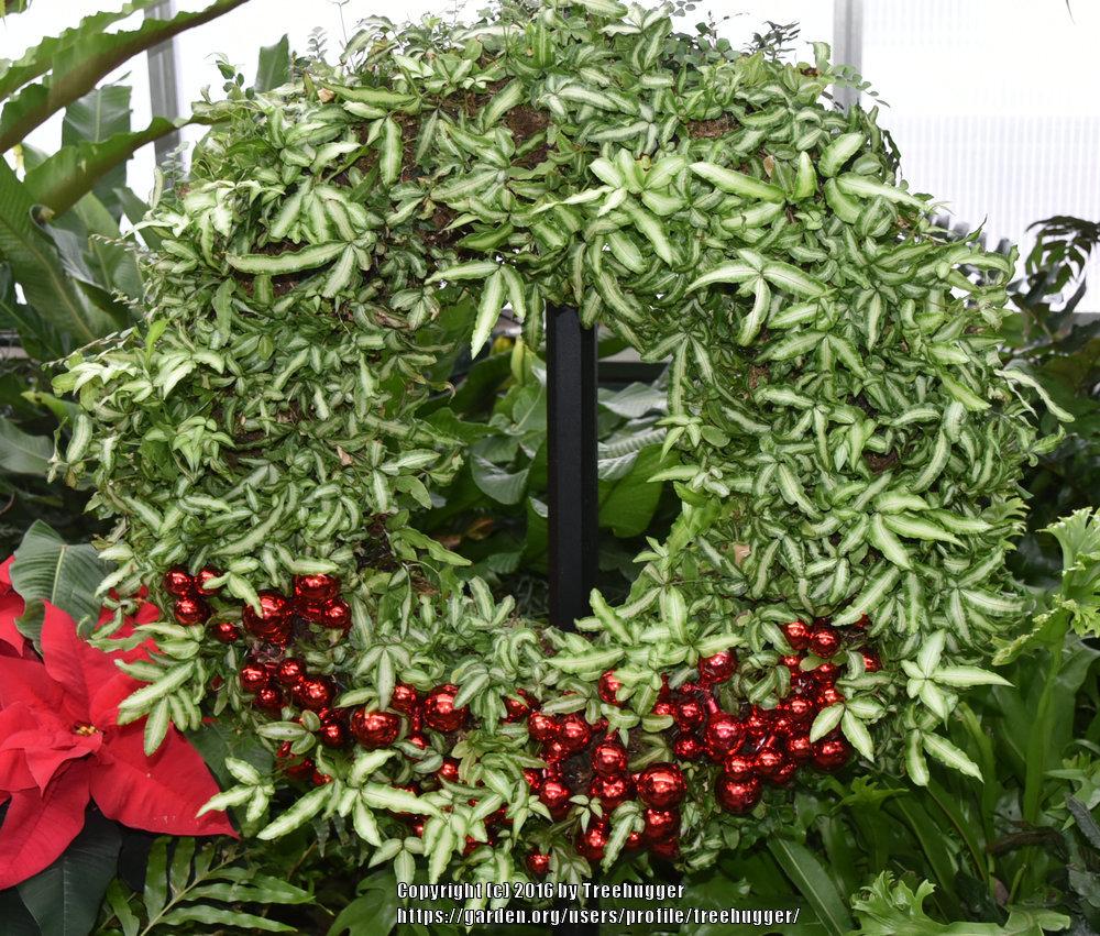 Photo of the leaves of Bird's Foot Fern (Pteris parkeri) posted by ...