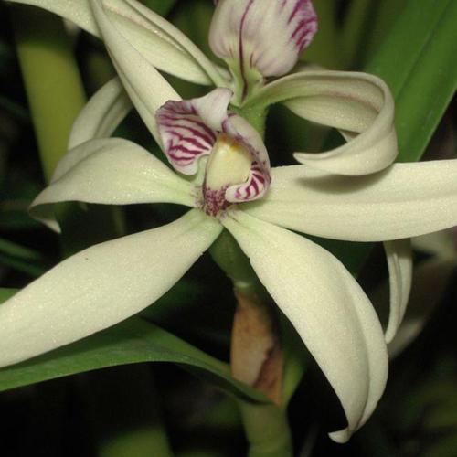 Orchid (Prosthechea baculus) - Garden.org
