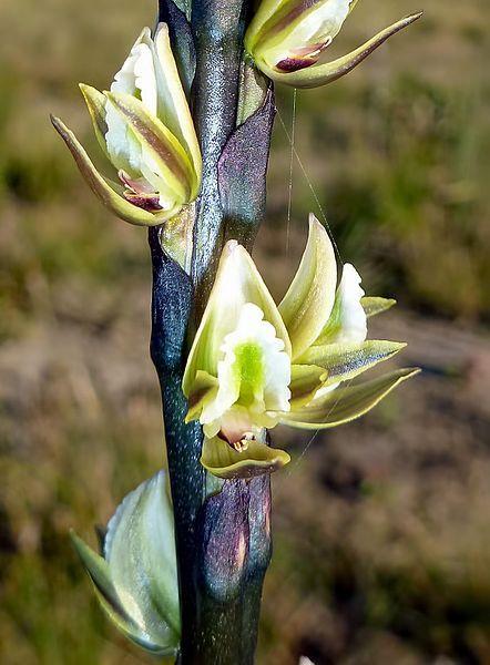 Tall Leek Orchid (Prasophyllum elatum) - Garden.org