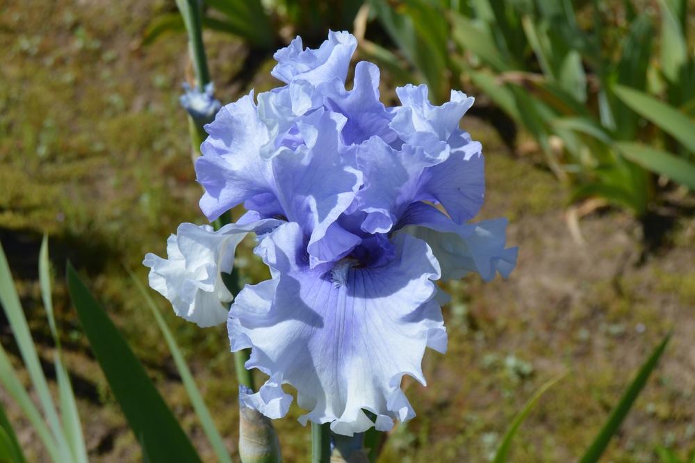 Photo of the bloom of Tall Bearded Iris (Iris 'Raging Tide') posted by ...