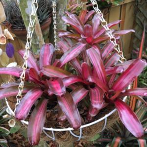 Bromeliad (Neoregelia 'Zoe') - Garden.org
