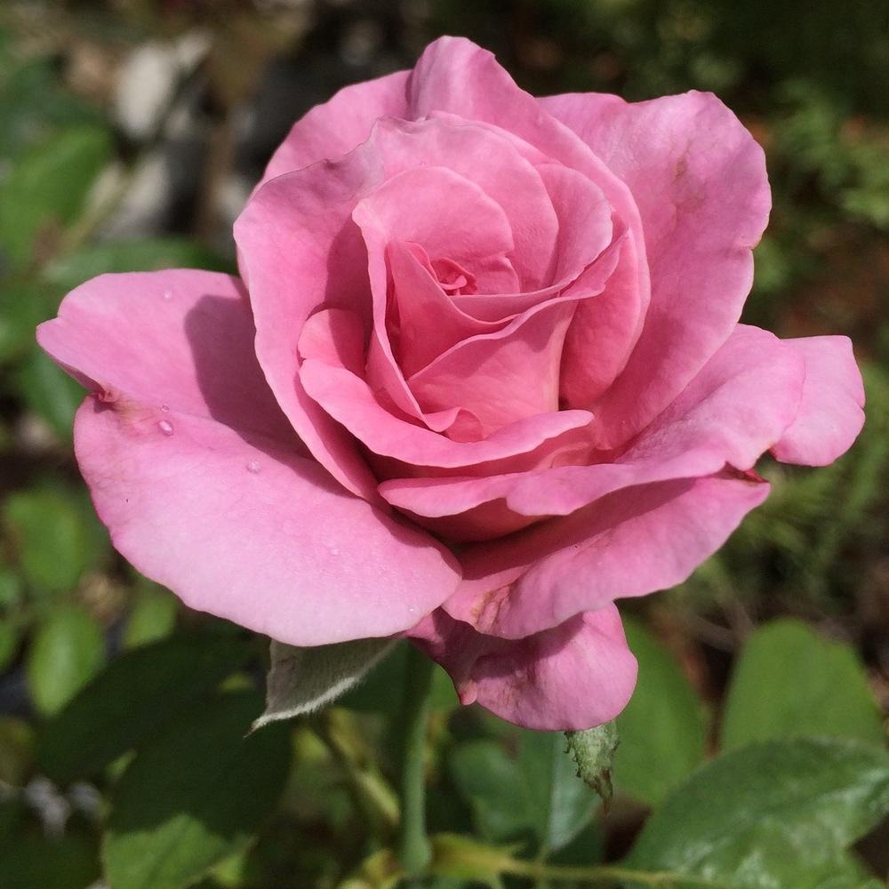 Rose (Rosa 'Azure Sea') in the Roses Database - Garden.org