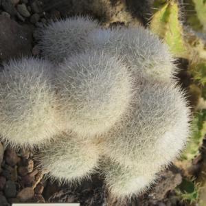 Snowball Cactus (Mammillaria candida) - Garden.org