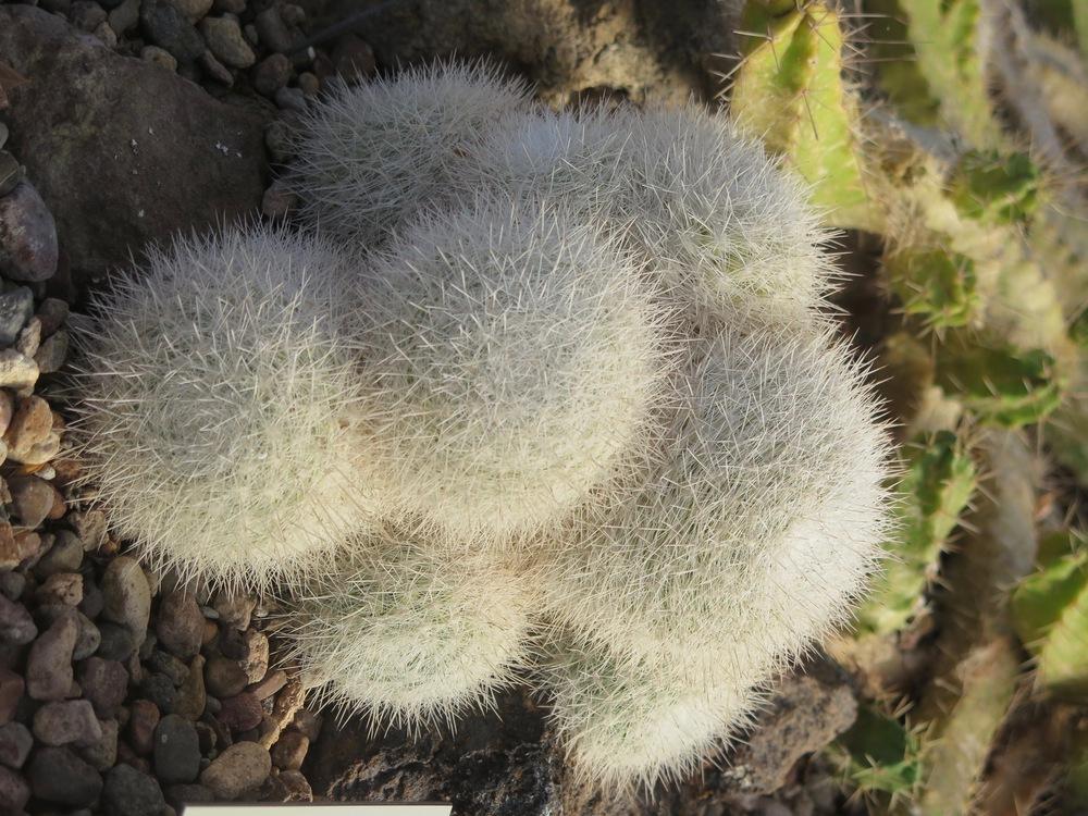 Snowball Cactus (Mammillaria candida) in the Mammillarias Database ...