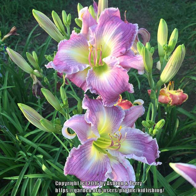 Daylilies: Plant Care and Collection of Varieties - Garden.org