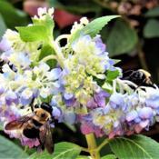 The Main Plant entry for Hydrangeas (Hydrangea) - Garden.org