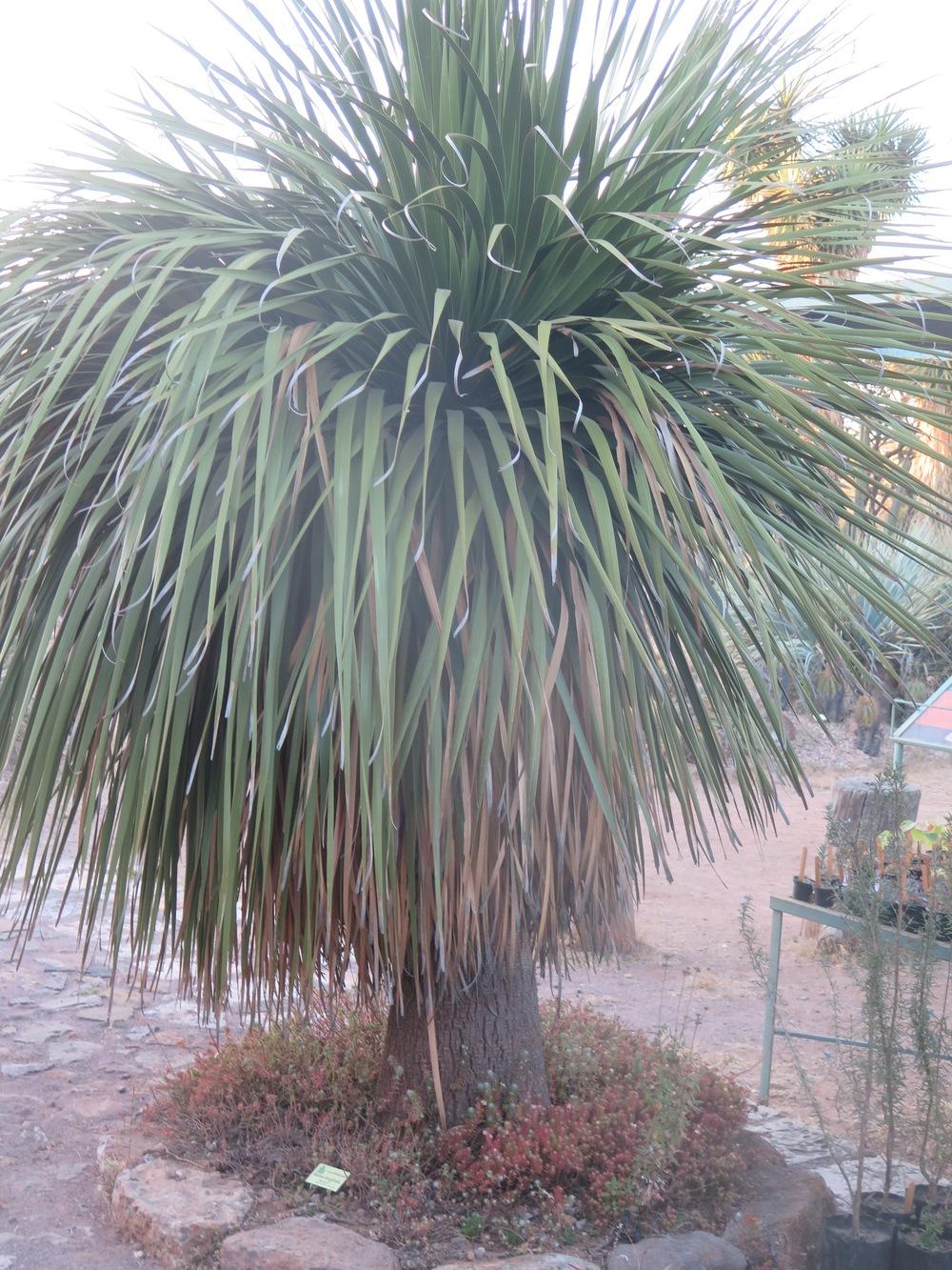 Photo of the entire plant of Mexican Grass Tree (Nolina parviflora ...