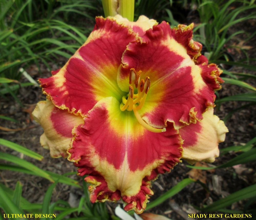 Photo of the bloom of Daylily (Hemerocallis 'Ultimate Design') posted ...