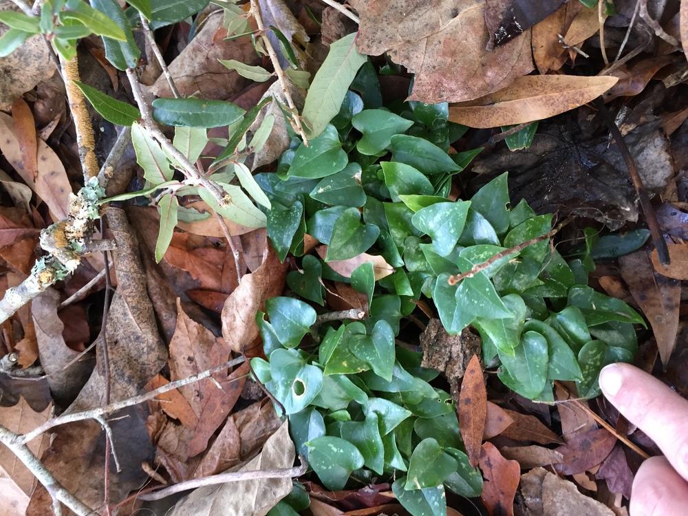 Evergreen ground cover in Alabama in the Plant ID forum - Garden.org