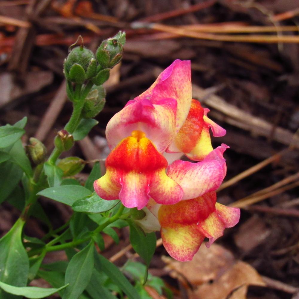 Snapdragon (Antirrhinum majus Snapshot™ Sunset) - Garden.org