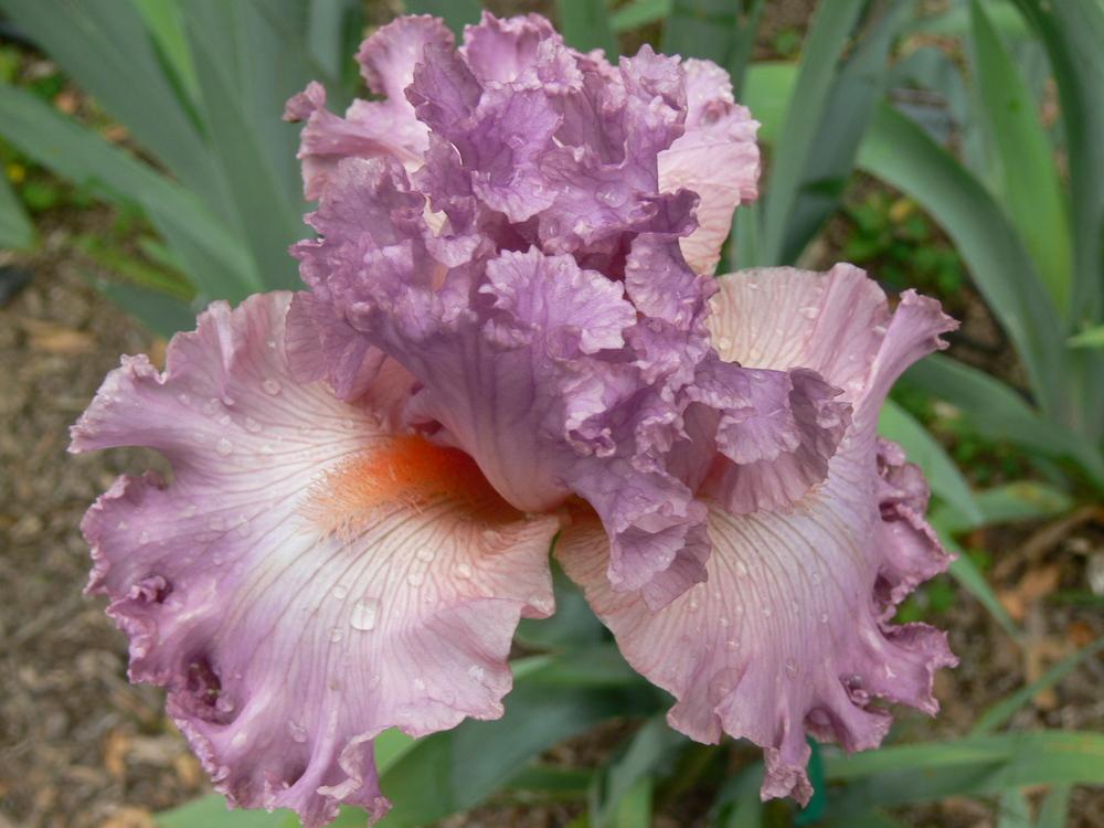 Let's see your ruffles! in the Irises forum - Garden.org