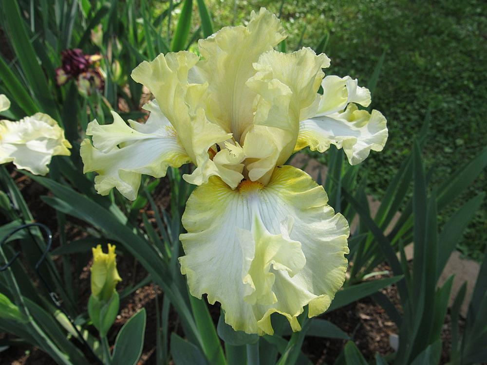 Let's see your ruffles! in the Irises forum - Garden.org