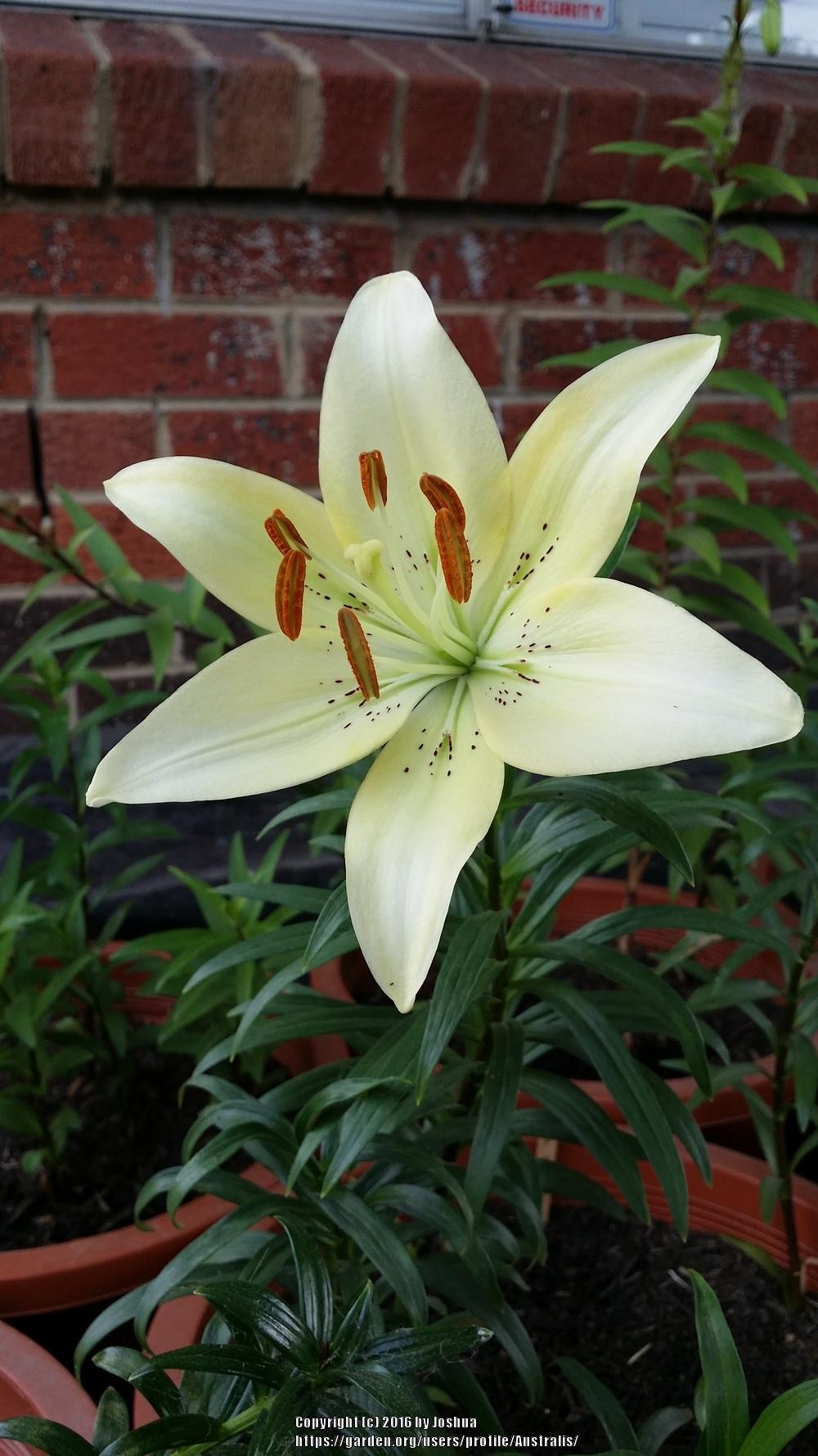 Lily (Lilium 'Royal Respect') in the Lilies Database - Garden.org