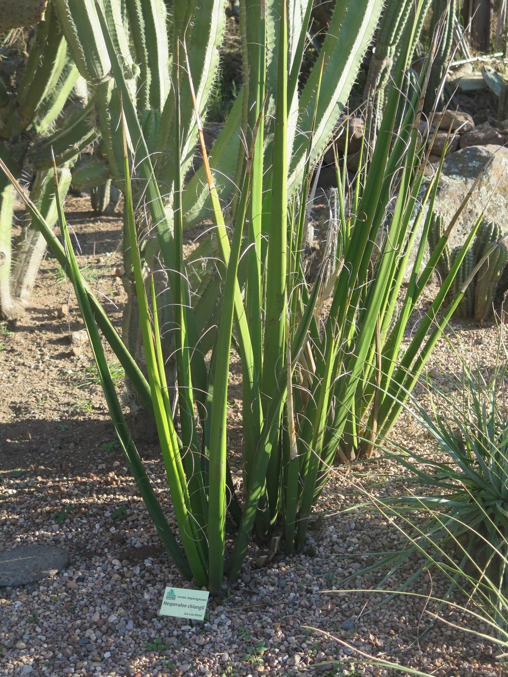 Chiang's False Yucca (Hesperaloe chiangii) - Garden.org