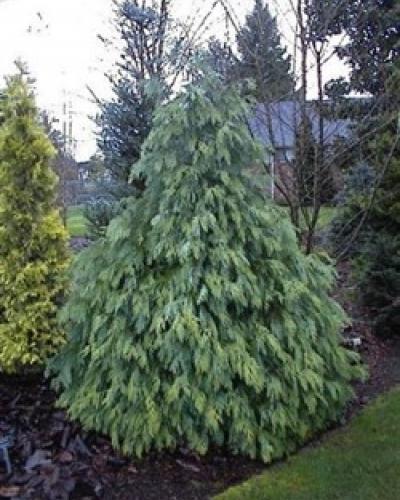 Lawson Cypress (Chamaecyparis lawsoniana 'Snow Queen') - Garden.org