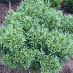 Eastern White Pine (Pinus strobus 'Tiny Kurls') - Garden.org