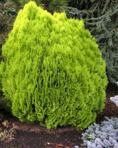 Chinese Arborvitae (Platycladus orientalis 'Sunlight') - Garden.org
