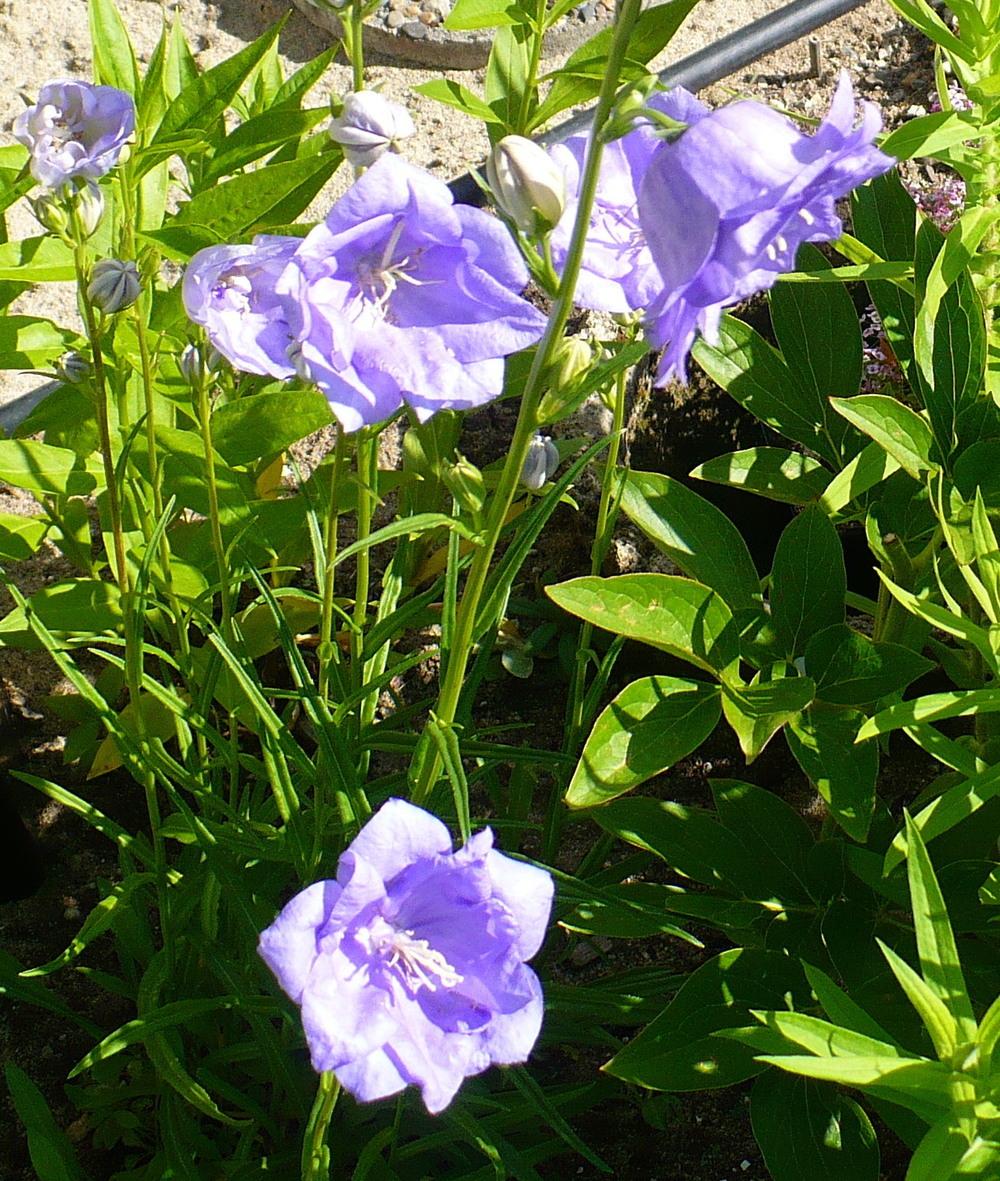 Photo of the entire plant of Peach-Leaf Bellflower (Campanula ...