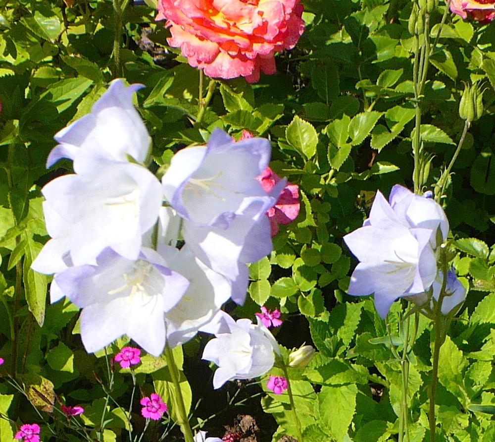 Photo of the bloom of Peach-Leaf Bellflower (Campanula persicifolia ...