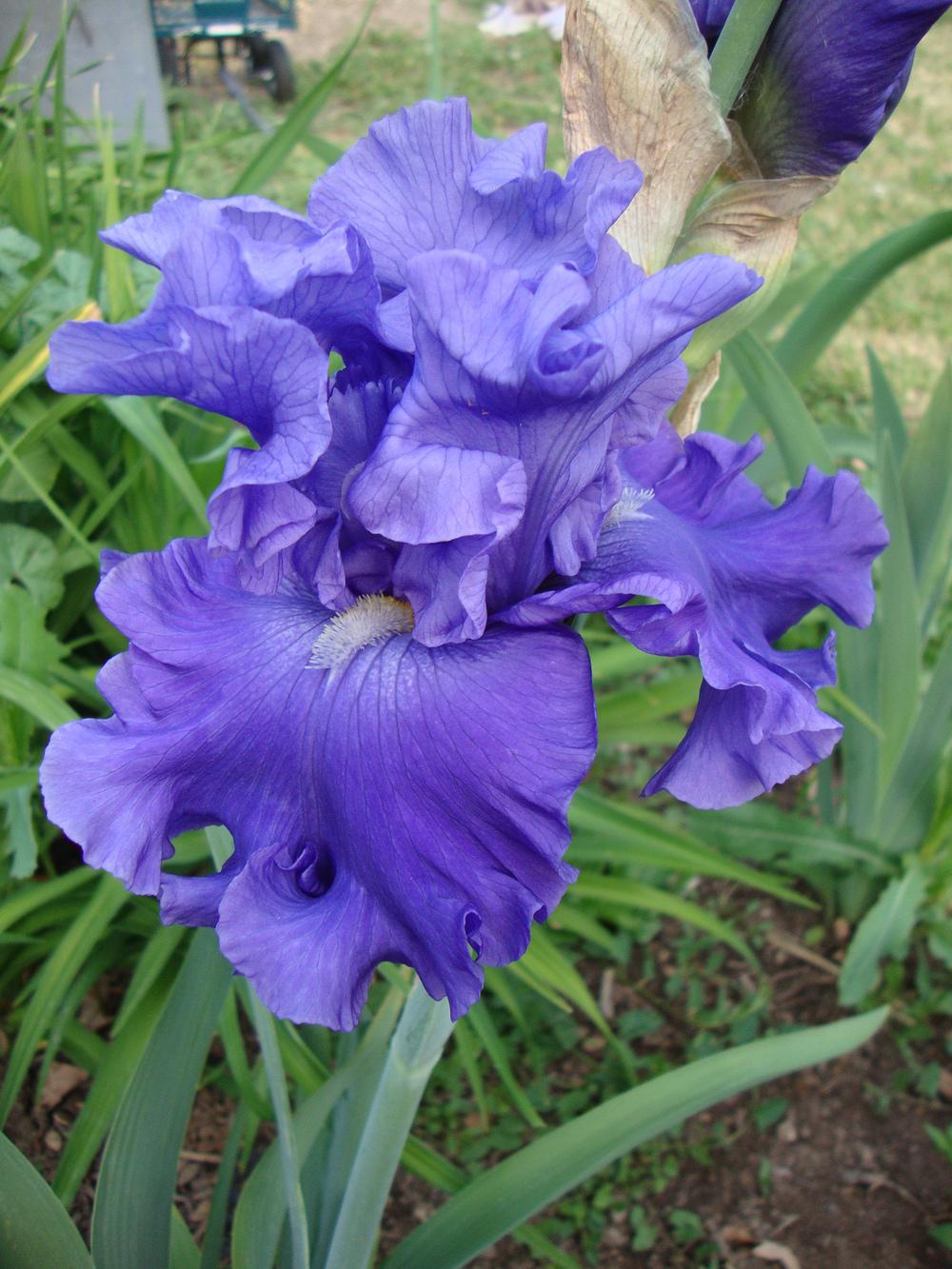 Let's see your ruffles! in the Irises forum - Garden.org