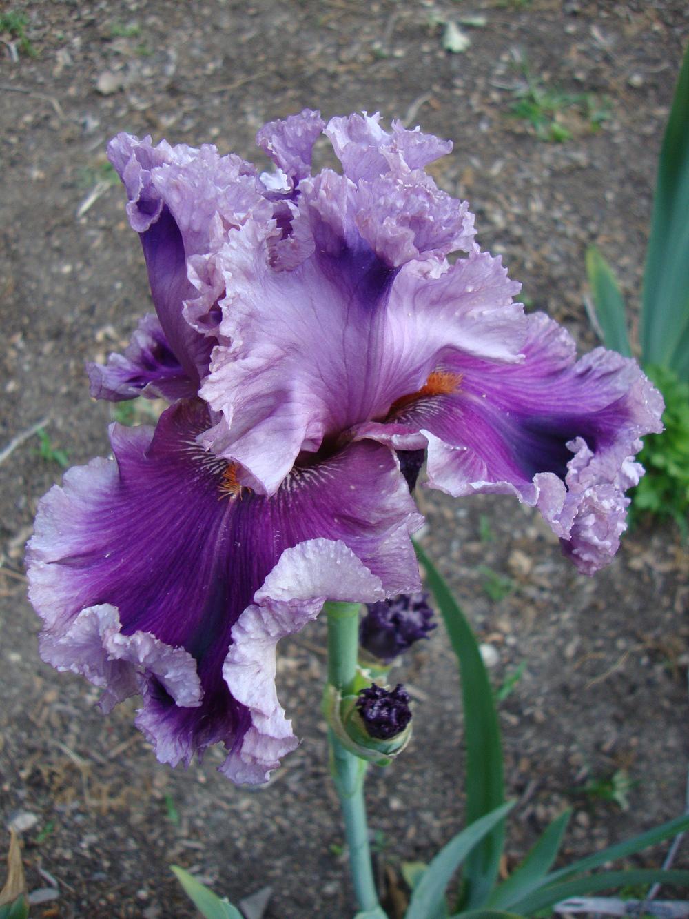 Let's see your ruffles! in the Irises forum - Garden.org
