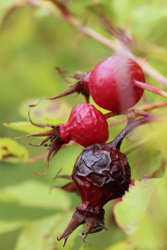Photo of the fruit of Nootka Rose (Rosa nutkana) posted by RuuddeBlock ...