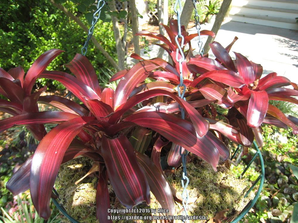 Photo of the entire plant of Bromeliad (Neoregelia 'Zoe') posted by ...