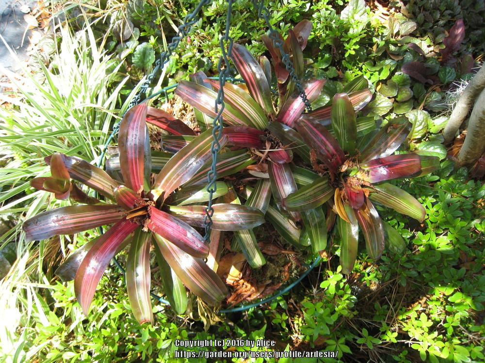 Photo of the entire plant of Bromeliad (Neoregelia 'Zoe') posted by ...