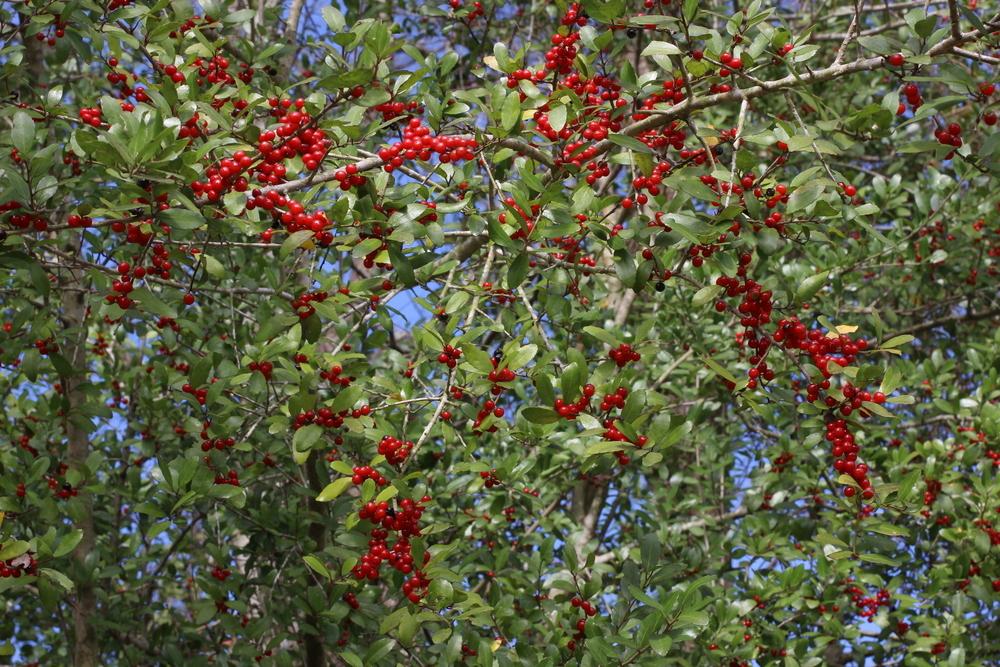 Ilex: Plant Care and Collection of Varieties - Garden.org