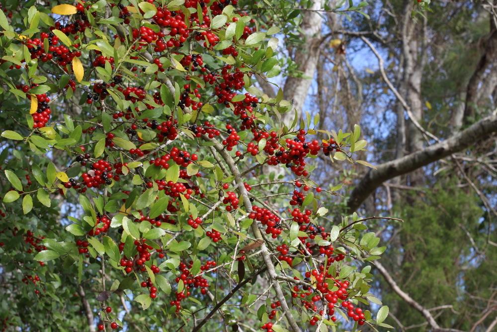 Ilex: Plant Care and Collection of Varieties - Garden.org