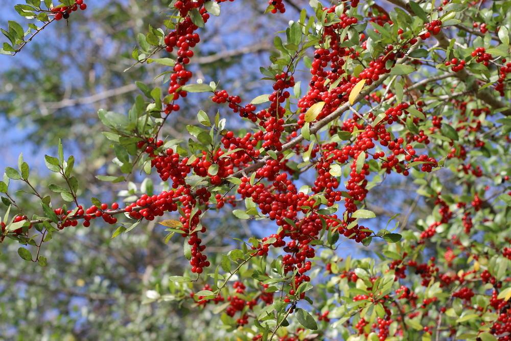 Ilex: Plant Care and Collection of Varieties - Garden.org