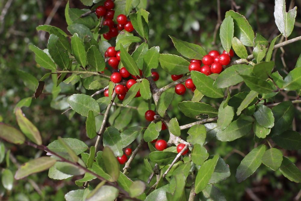 Ilex: Plant Care and Collection of Varieties - Garden.org