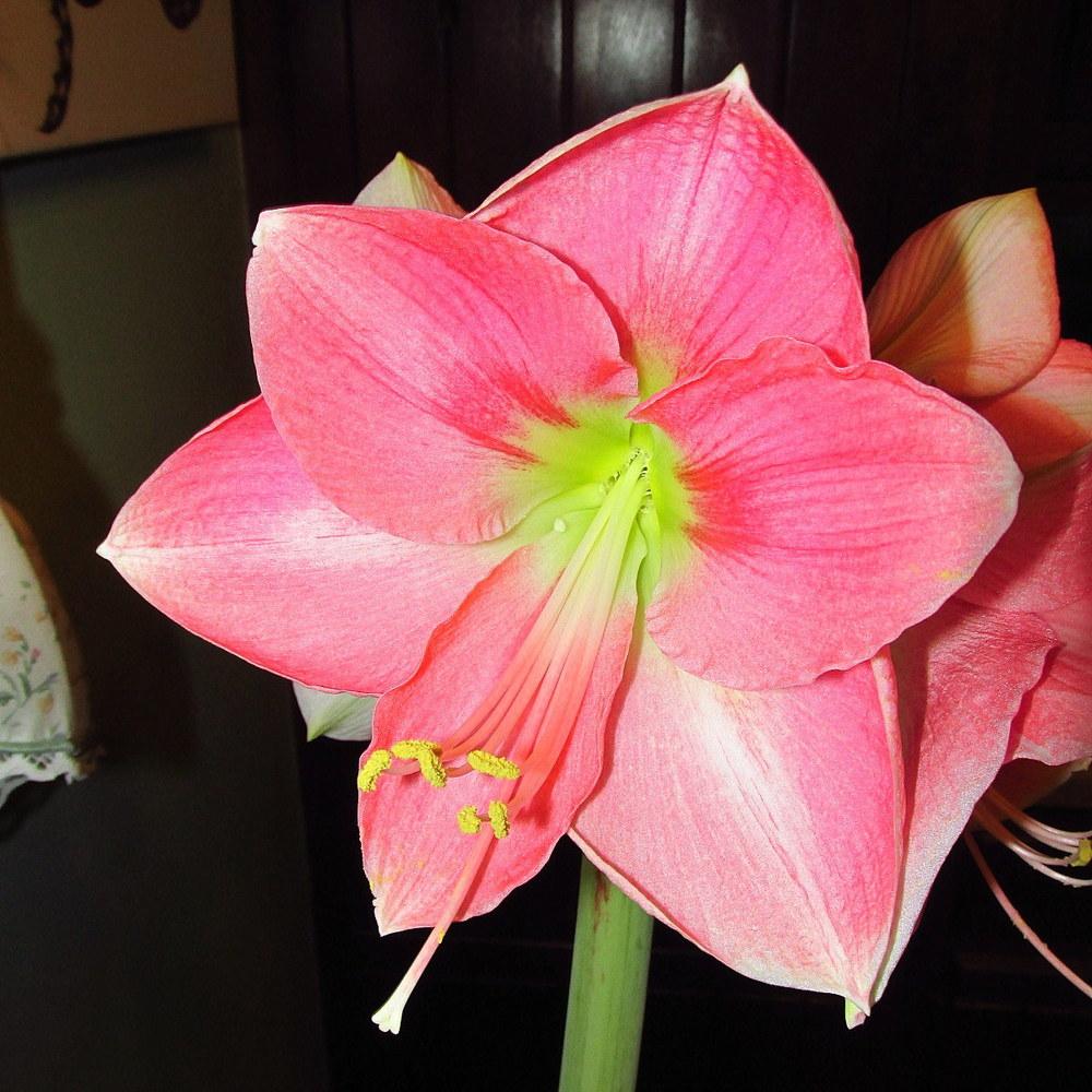 indoor bloomers in the Houseplants forum - Garden.org