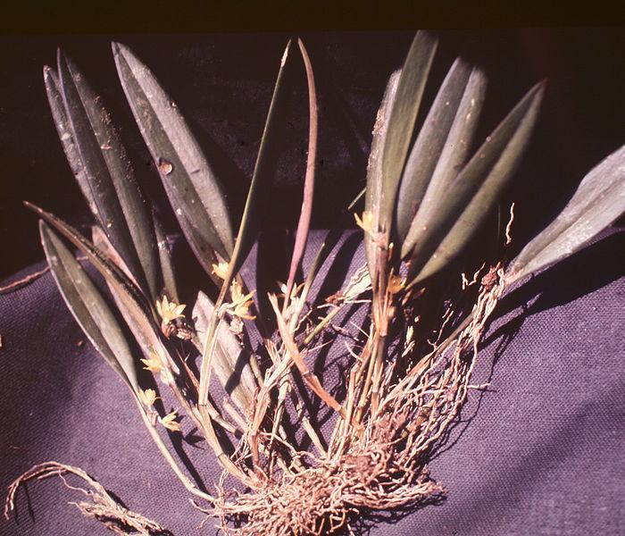 Photo of the entire plant of Orchid (Octomeria grandiflora) posted by ...