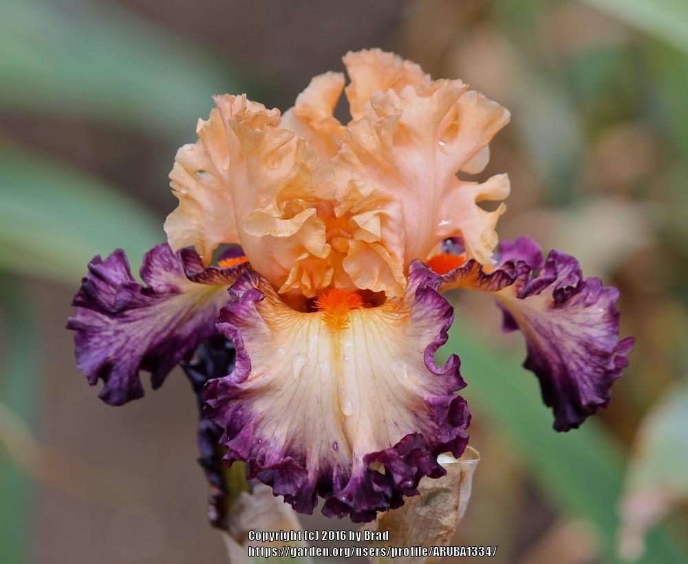 Let's see your ruffles! in the Irises forum - Garden.org