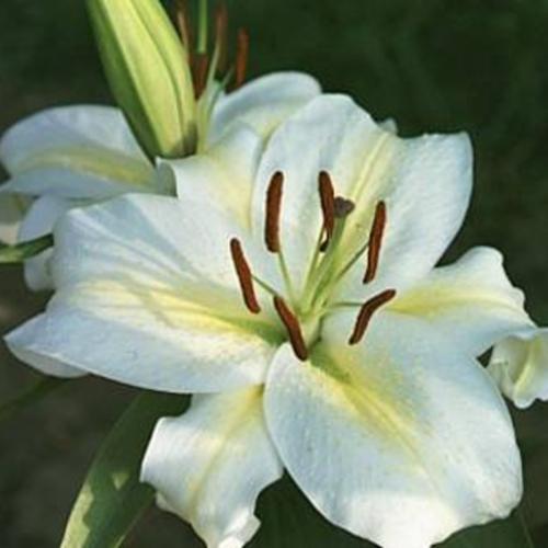 Lily (Lilium 'Devotion') in the Lilies Database - Garden.org