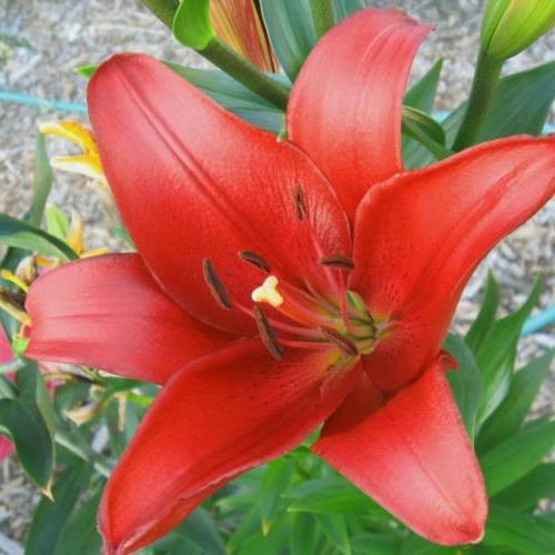 Lily (Lilium 'Colares') in the Lilies Database - Garden.org