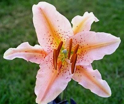 Lily (Lilium 'Coral Angel') in the Lilies Database - Garden.org