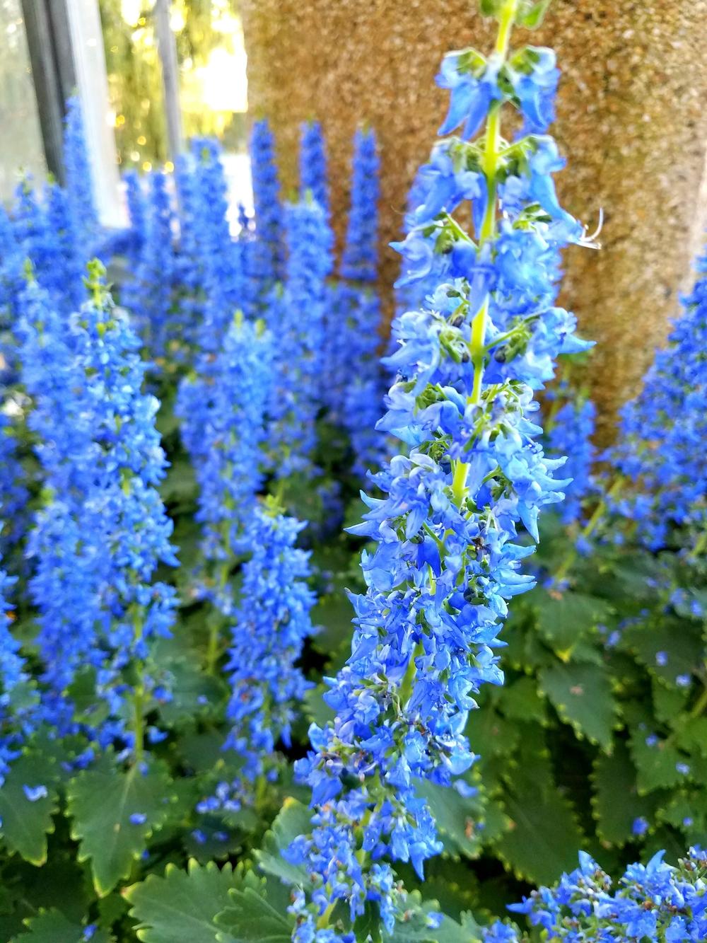 Photo of the bloom of Blue Plectranthus (Plectranthus thyrsoideus ...