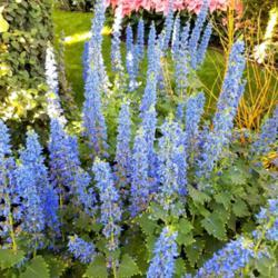 Blue Plectranthus (Plectranthus thyrsoideus) - Garden.org