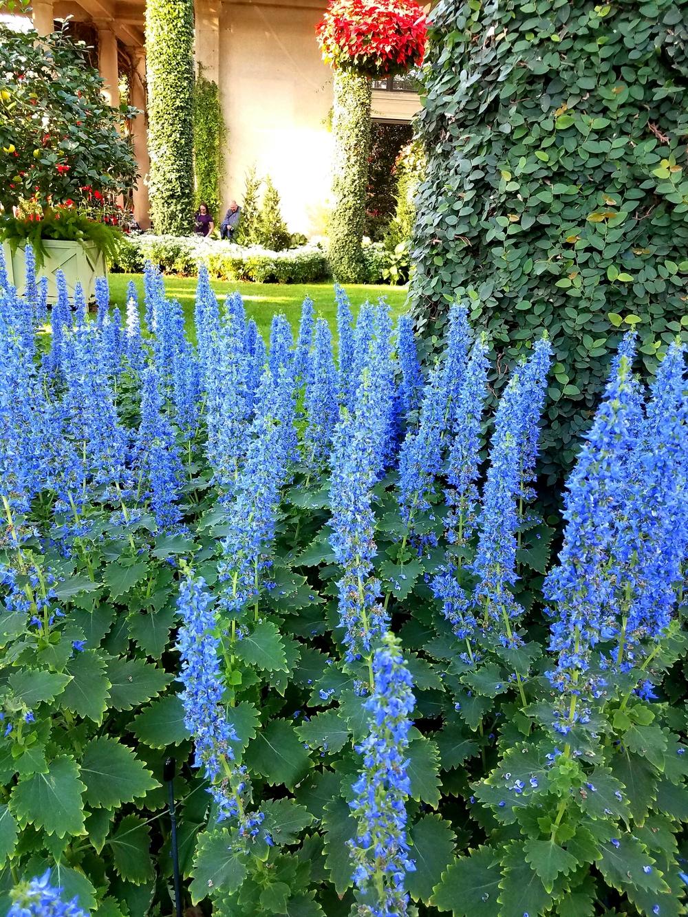 Blue Plectranthus (Plectranthus thyrsoideus) - Garden.org