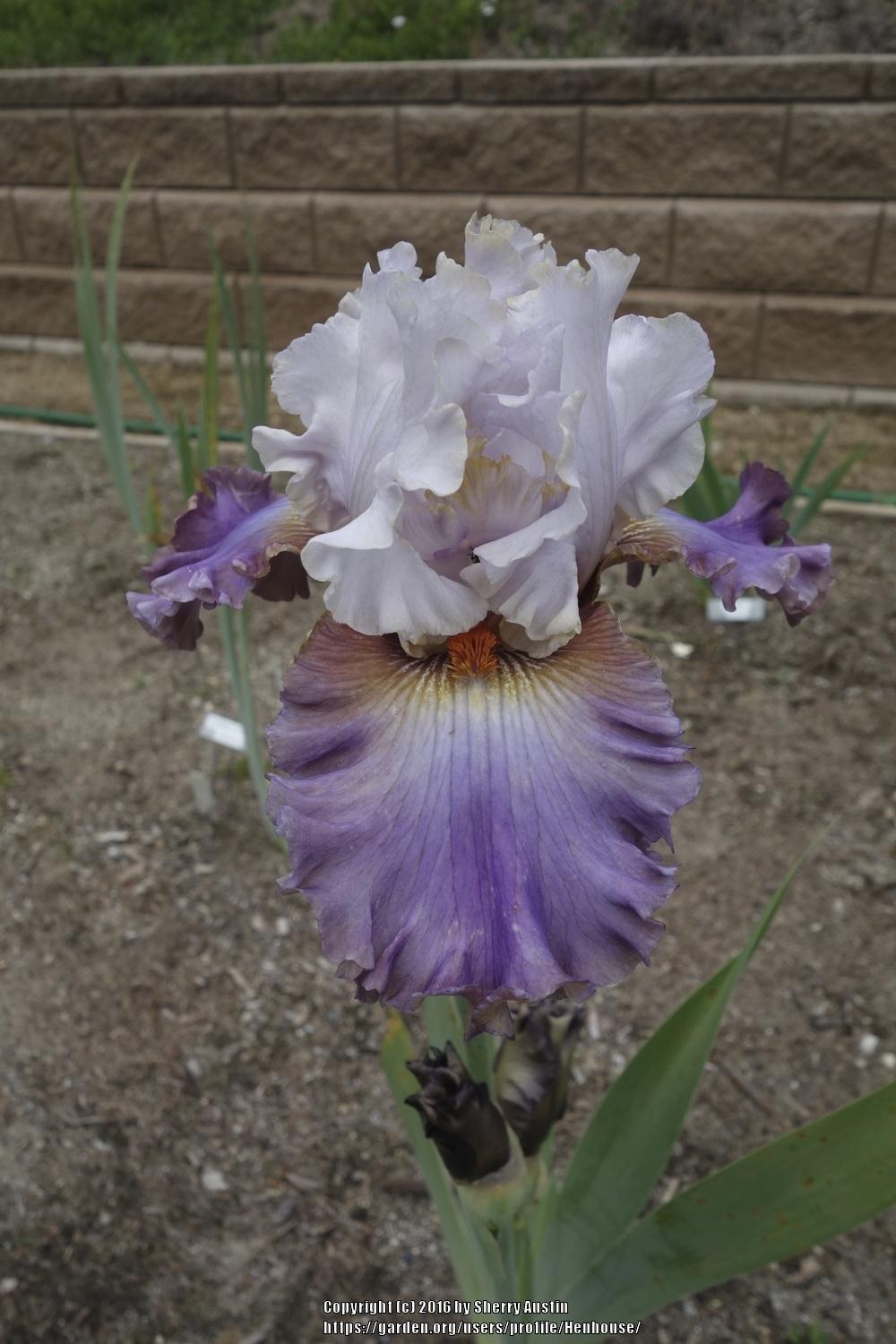 Let's see your ruffles! in the Irises forum - Garden.org