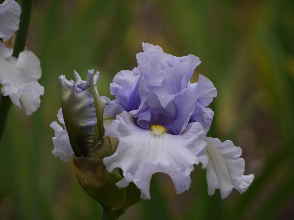 Iris 'Never Cry' in the Irises Database - Garden.org