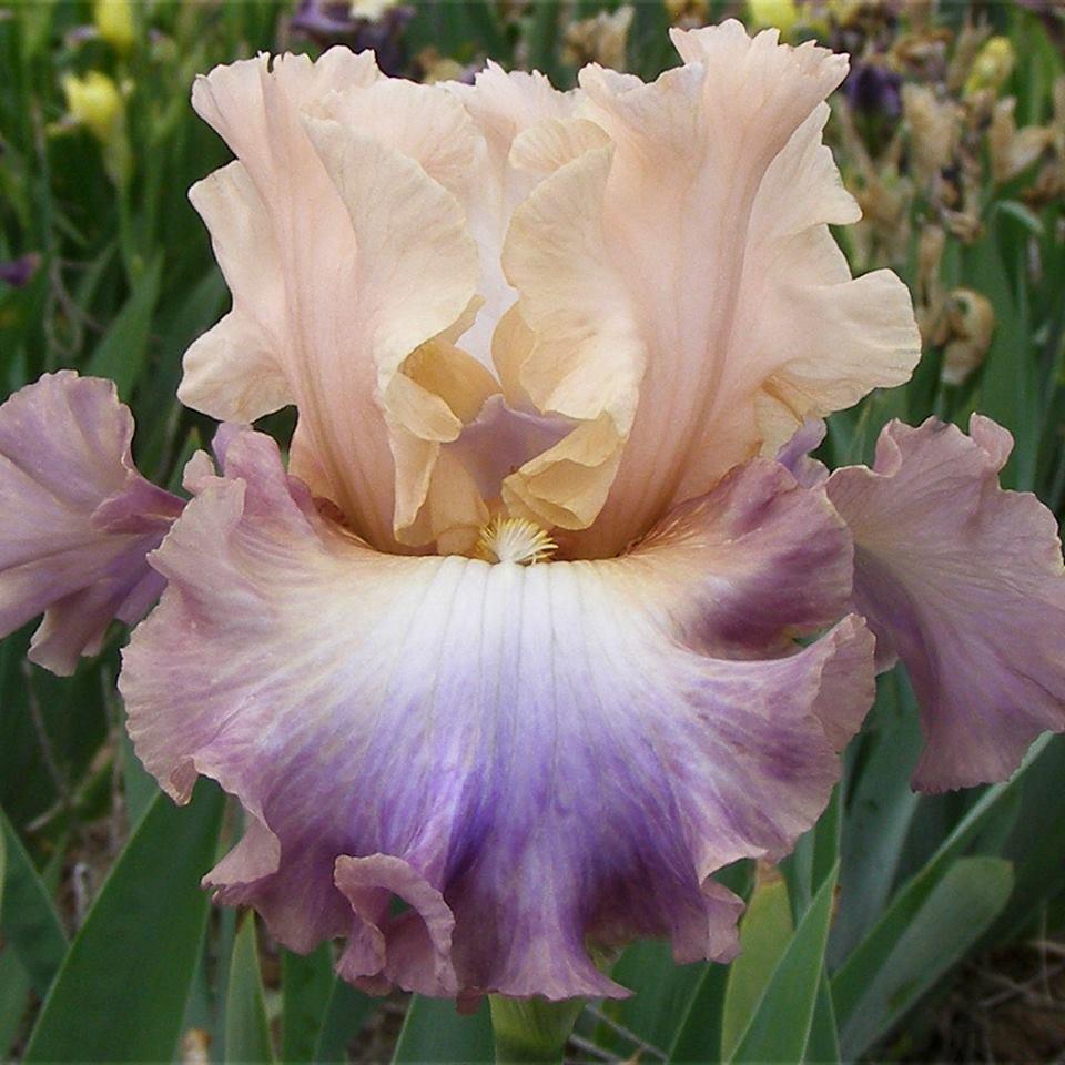 Sutton's Iris Gardens 2017 Intros in the Irises forum - Garden.org