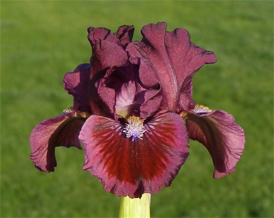 Sutton's Iris Gardens 2017 Intros in the Irises forum - Garden.org