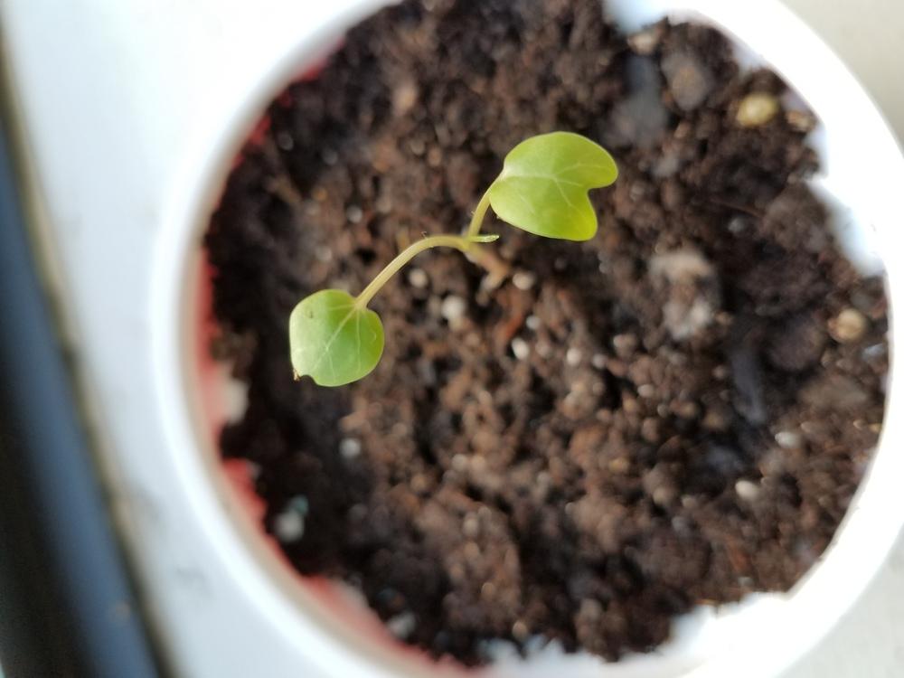 Bindweed (Convolvulus remotus) - Garden.org